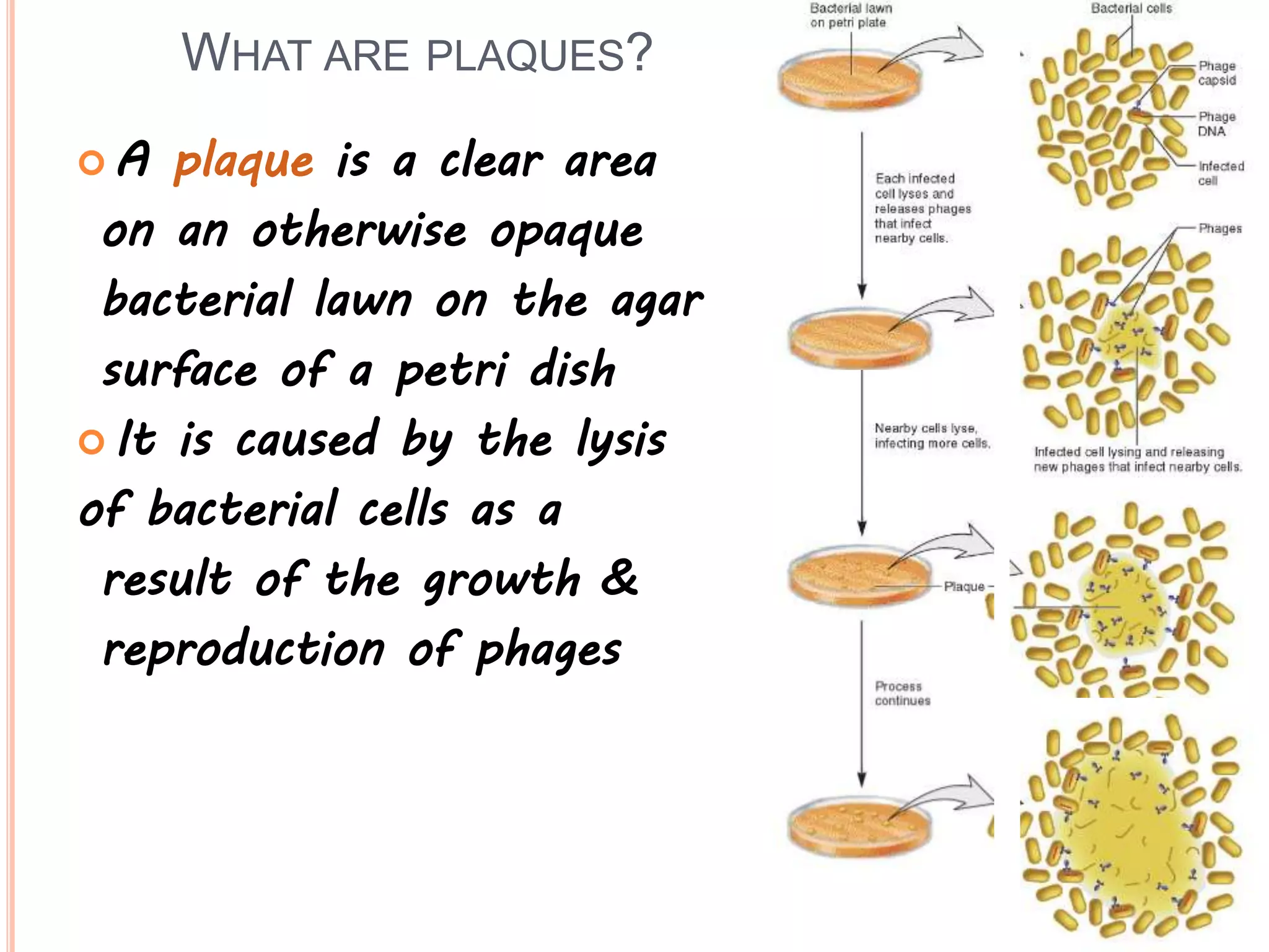 Fine structureof gene,allelic complementation,and split gene | PPTX