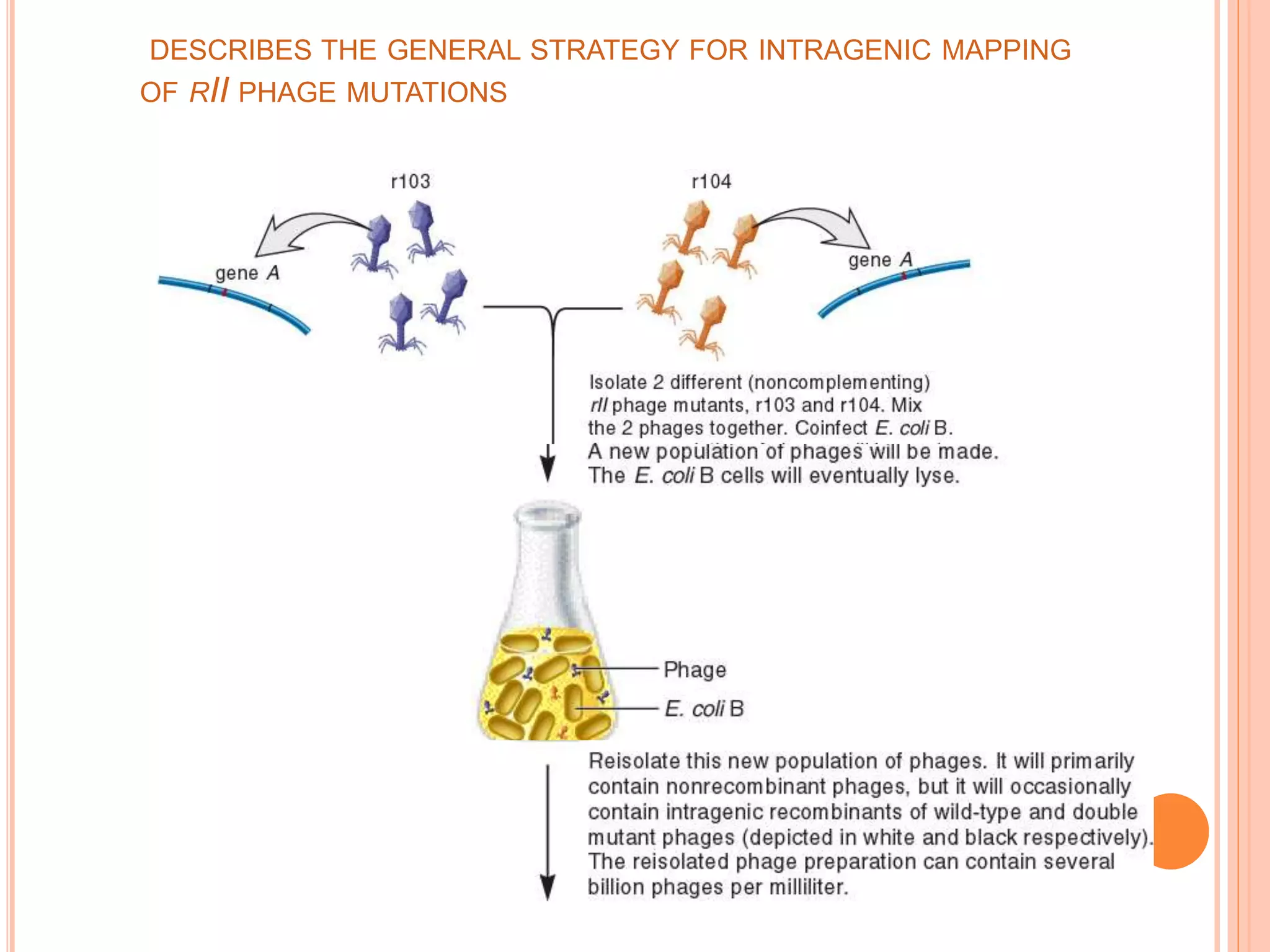 Fine structureof gene,allelic complementation,and split gene | PPTX