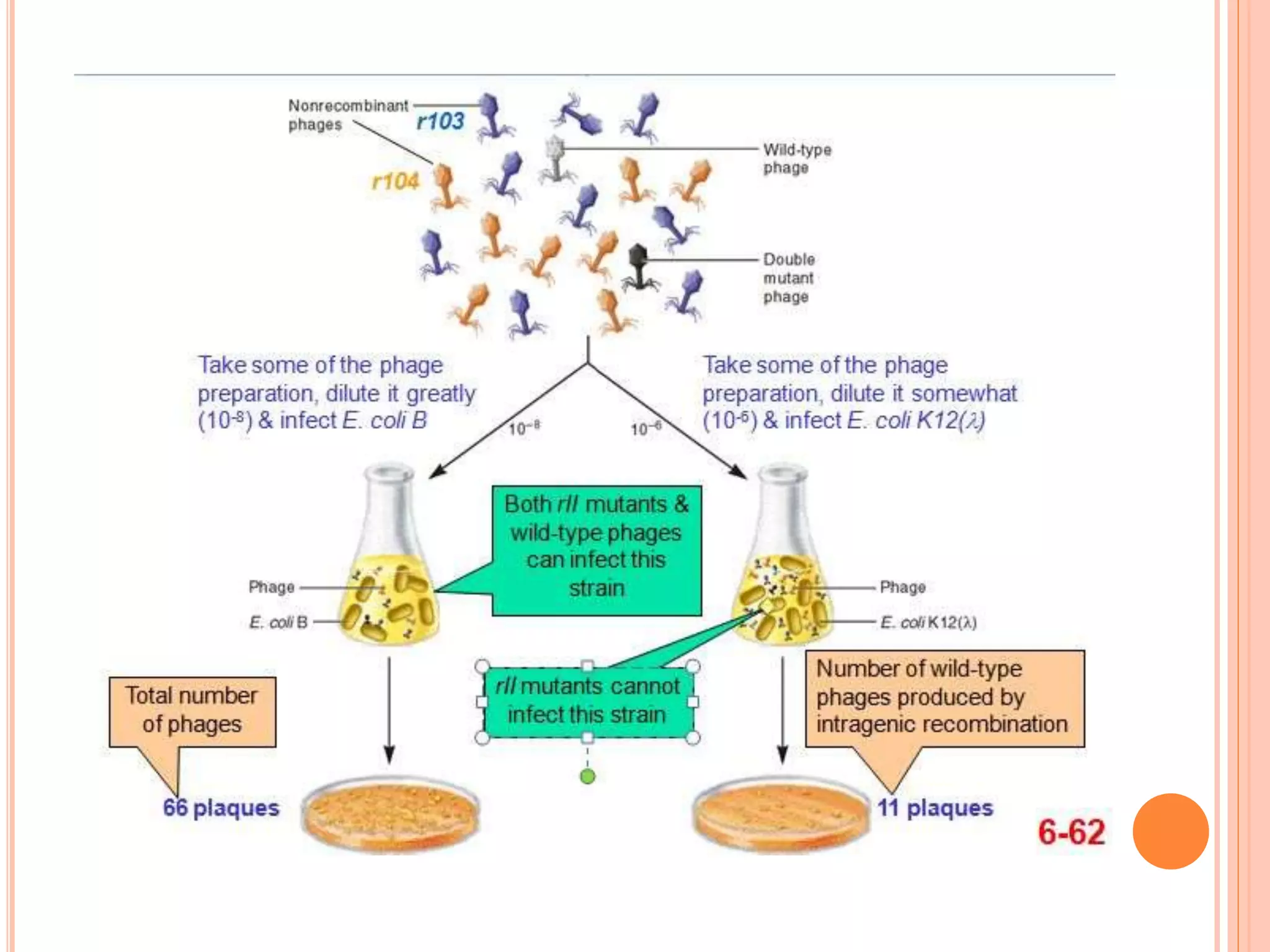 Fine structureof gene,allelic complementation,and split gene | PPTX