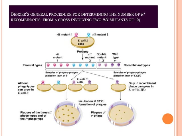 Fine structureof gene,allelic complementation,and split gene | PPTX