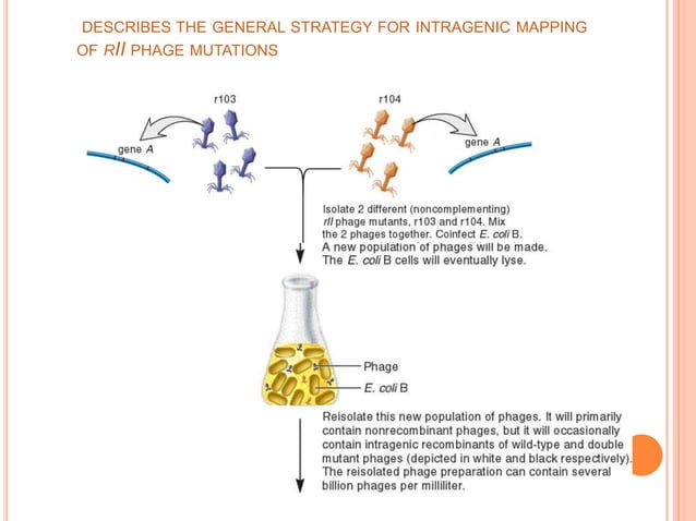 Fine structureof gene,allelic complementation,and split gene | PPTX