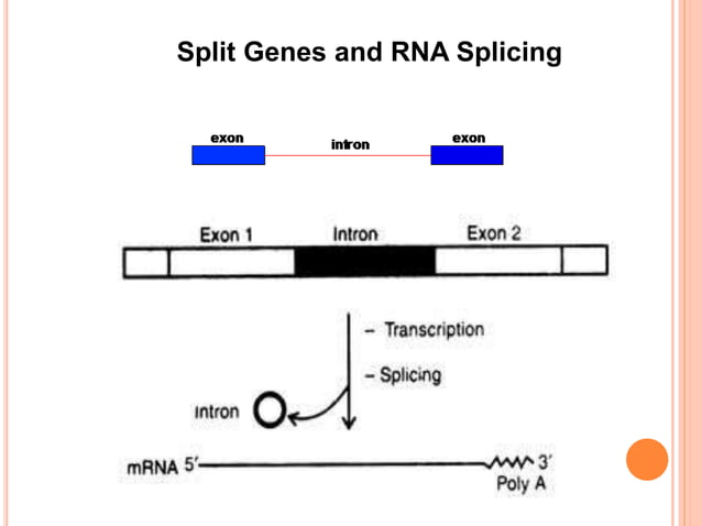 Fine structureof gene,allelic complementation,and split gene | PPTX