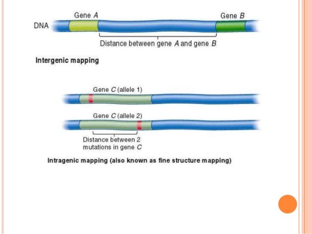 Fine structureof gene,allelic complementation,and split gene