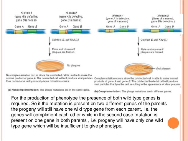Fine structureof gene,allelic complementation,and split gene