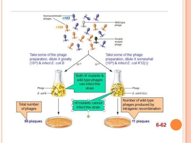Fine structureof gene,allelic complementation,and split gene
