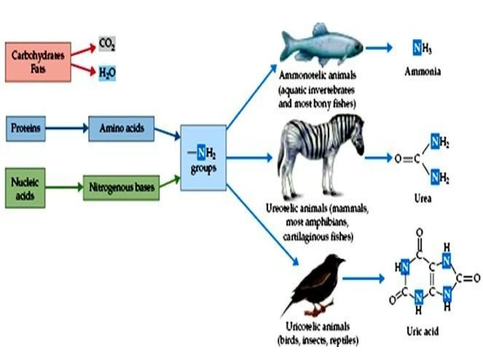 Finfish-excretory-system.pptx by Krishna Kumar patel fisheries student | PPTX