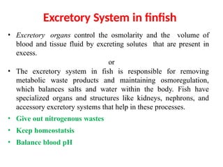 Finfish-excretory-system.pptx by Krishna Kumar patel fisheries student ...