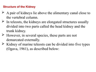 Finfish-excretory-system.pptx by Krishna Kumar patel fisheries student ...