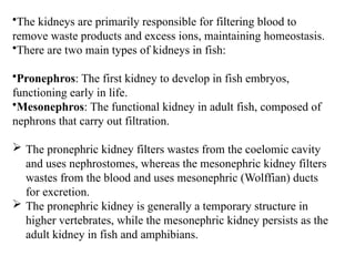 Finfish-excretory-system.pptx by Krishna Kumar patel fisheries student ...
