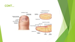 Finger clubbing, GCS Muscle Power Grading.pptx