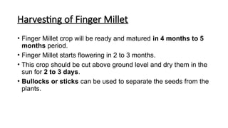 Finger Millet (Eleusine coracana) Cultivation Practices | PPTX