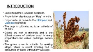 Finger Millet (Eleusine coracana) Cultivation Practices | PPTX