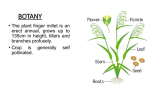 Finger Millet (Eleusine coracana) Cultivation Practices | PPTX