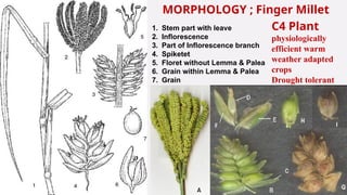 FINGER MILLET CULTIVATION PACKAGE IN PURULIA.pptx