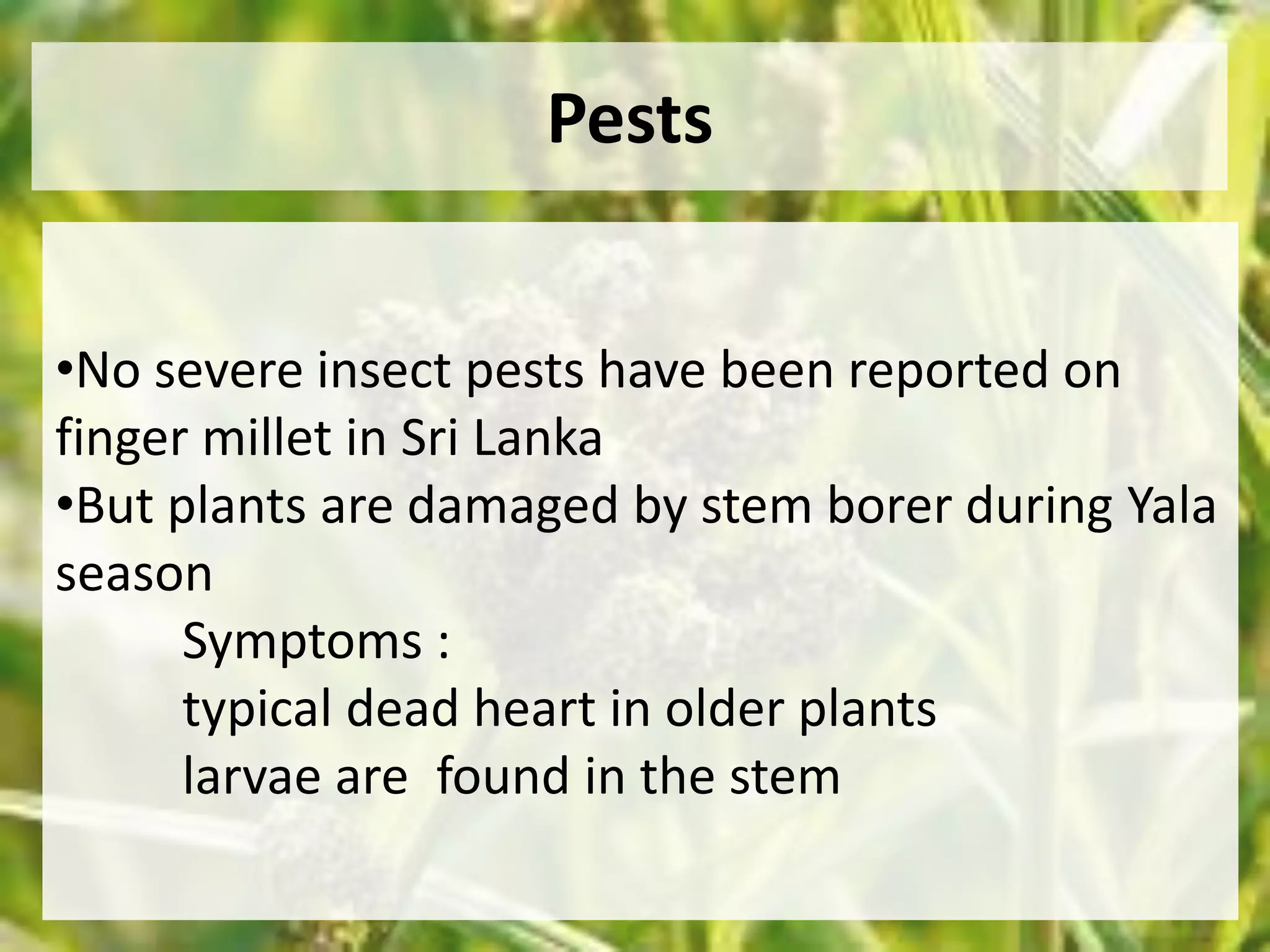 Finger Millet | PPTX