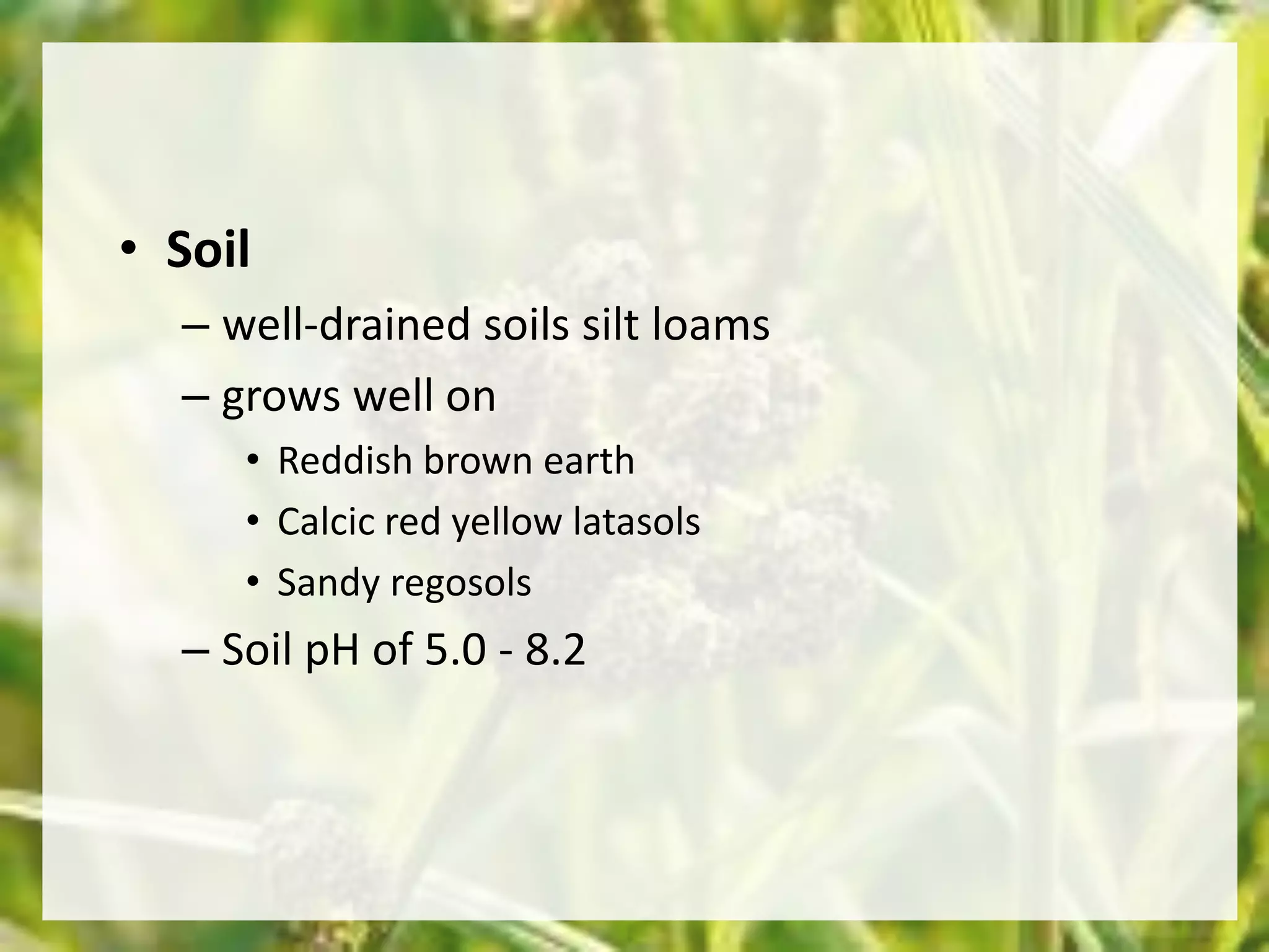 Finger Millet | PPTX
