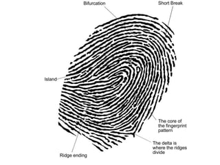 CSI'/ Forensics Fingerprint Identification | PPTX