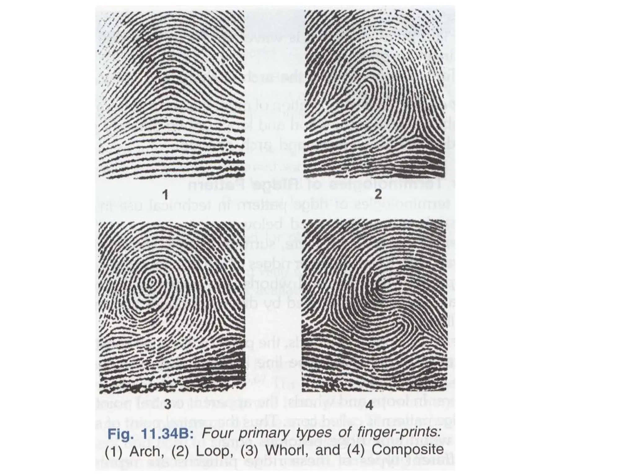 Fingerprint ppt.powerpoint presentatation | PPT