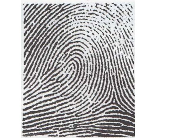 Fingerprint ppt.powerpoint presentatation | PPT