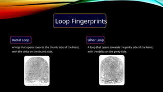 Fingerprint-Types-A-Comprehensive-Exploration.pptx