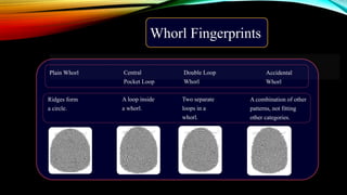 Fingerprint-Types-A-Comprehensive-Exploration.pptx