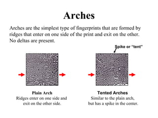 Fingerprint | PPT