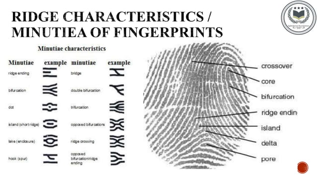 fingerprint characteristics | PPTX fingerprint characteristics | PPTX