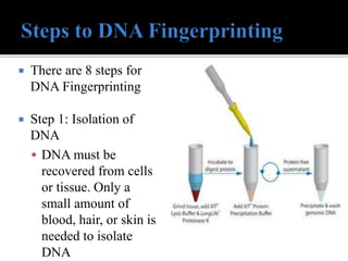 Fingerprinting pdf | PPT