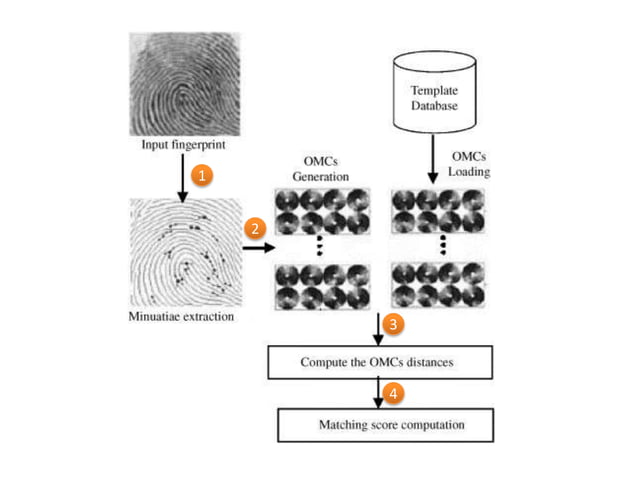 Fingerprint matching from minutiae texture maps -com | PPT
