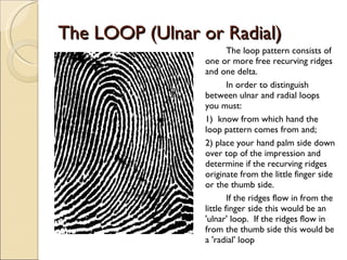 Ulnar Loop Fingerprint