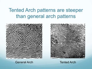 Fingerprint patterns | PPT