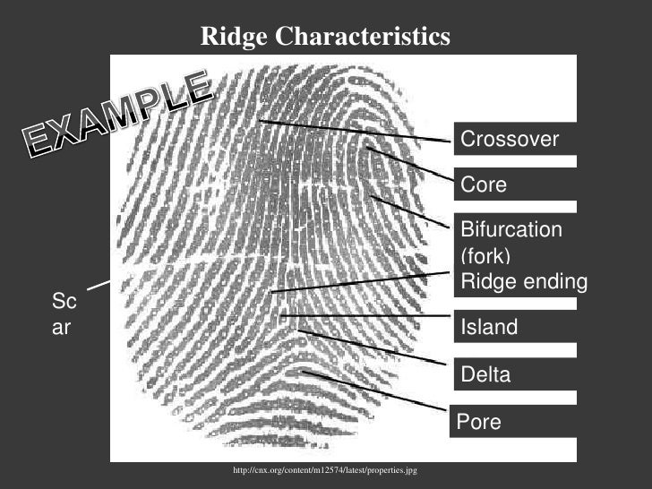 Bifurcation fingerprint - mokasinax