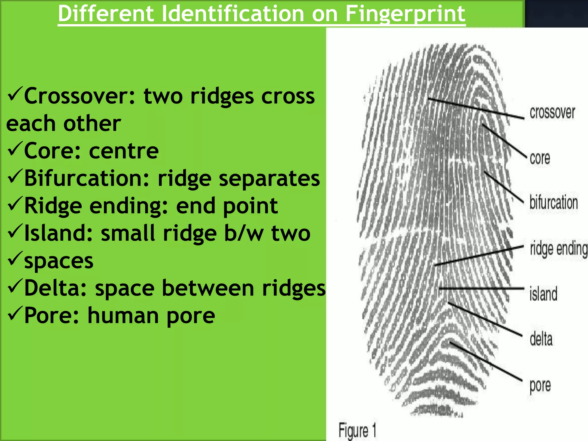 Fingerprint presentation | PPTX