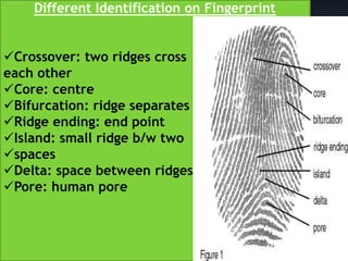 Fingerprint presentation | PPTX