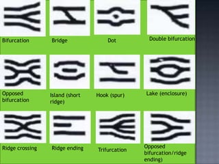 Fingerprint presentation | PPTX