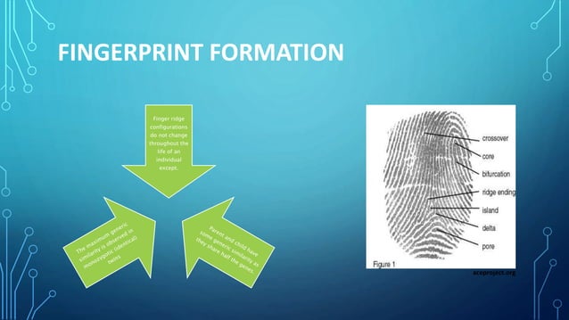 Fingerprint recognition | PPT