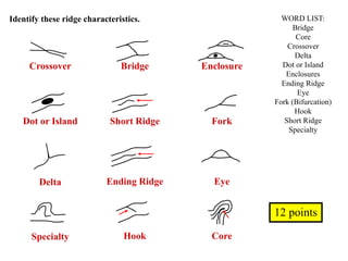 fingerprintreview.ppt | Style & Fashion