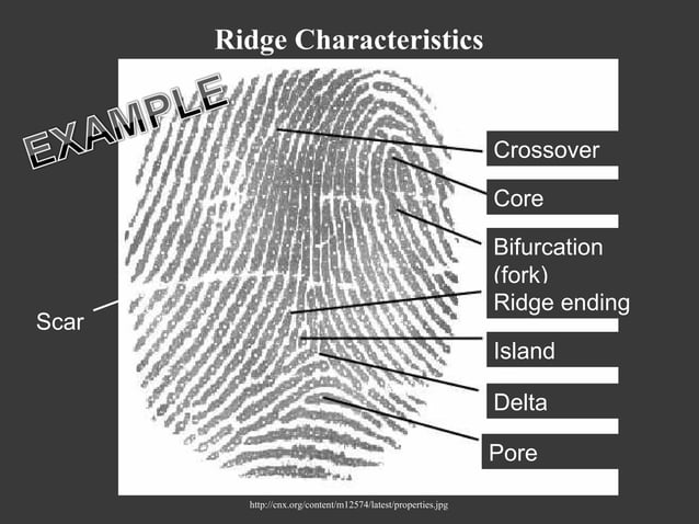 Finger print revised jan 10 | PPT