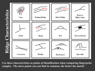 Fingerprint Ridge Characteristics
