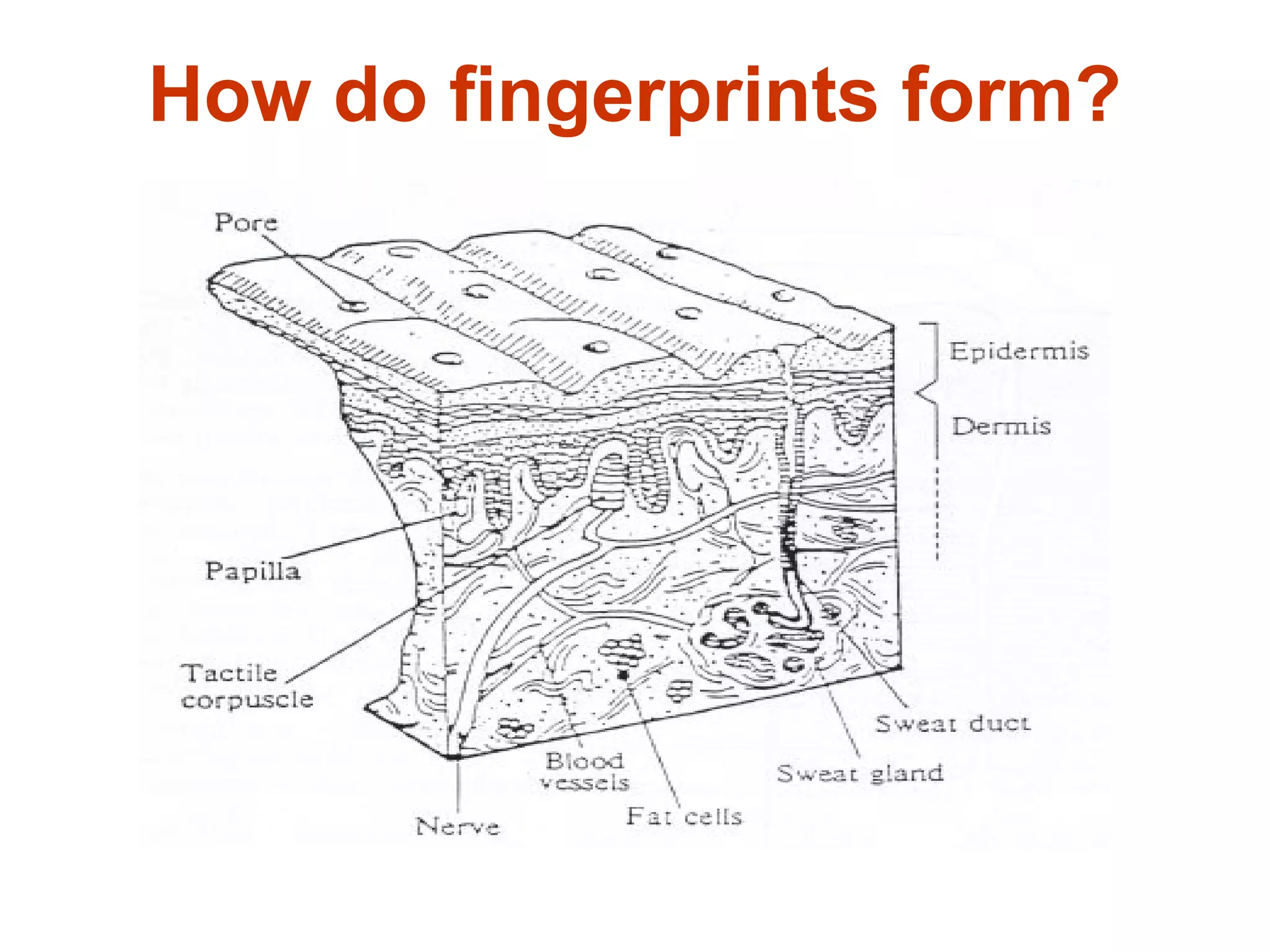 Fingerprints | PPT