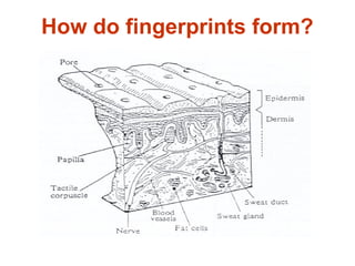 Fingerprints | PPT