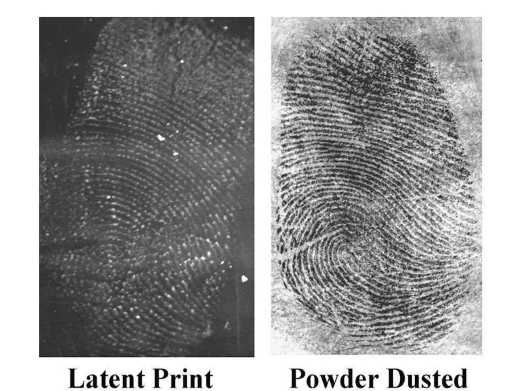 Fingerprints | PPTX
