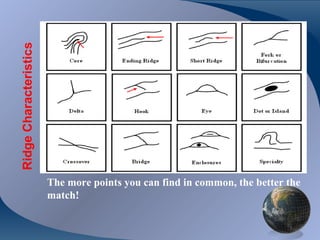 Fingerprint Ridge Characteristics Worksheet