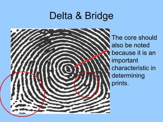Fingerprints and ridge characteristics | PPT