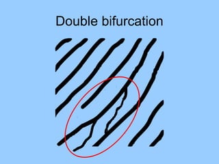 Fingerprints and ridge characteristics | PPT