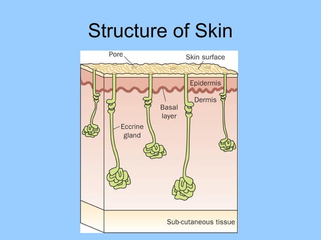 Fingerprints and ridge characteristics | PPT | Skin and Dermatology ...