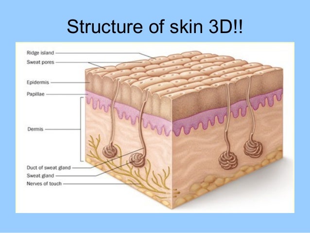 Fingerprints and ridge characteristics
