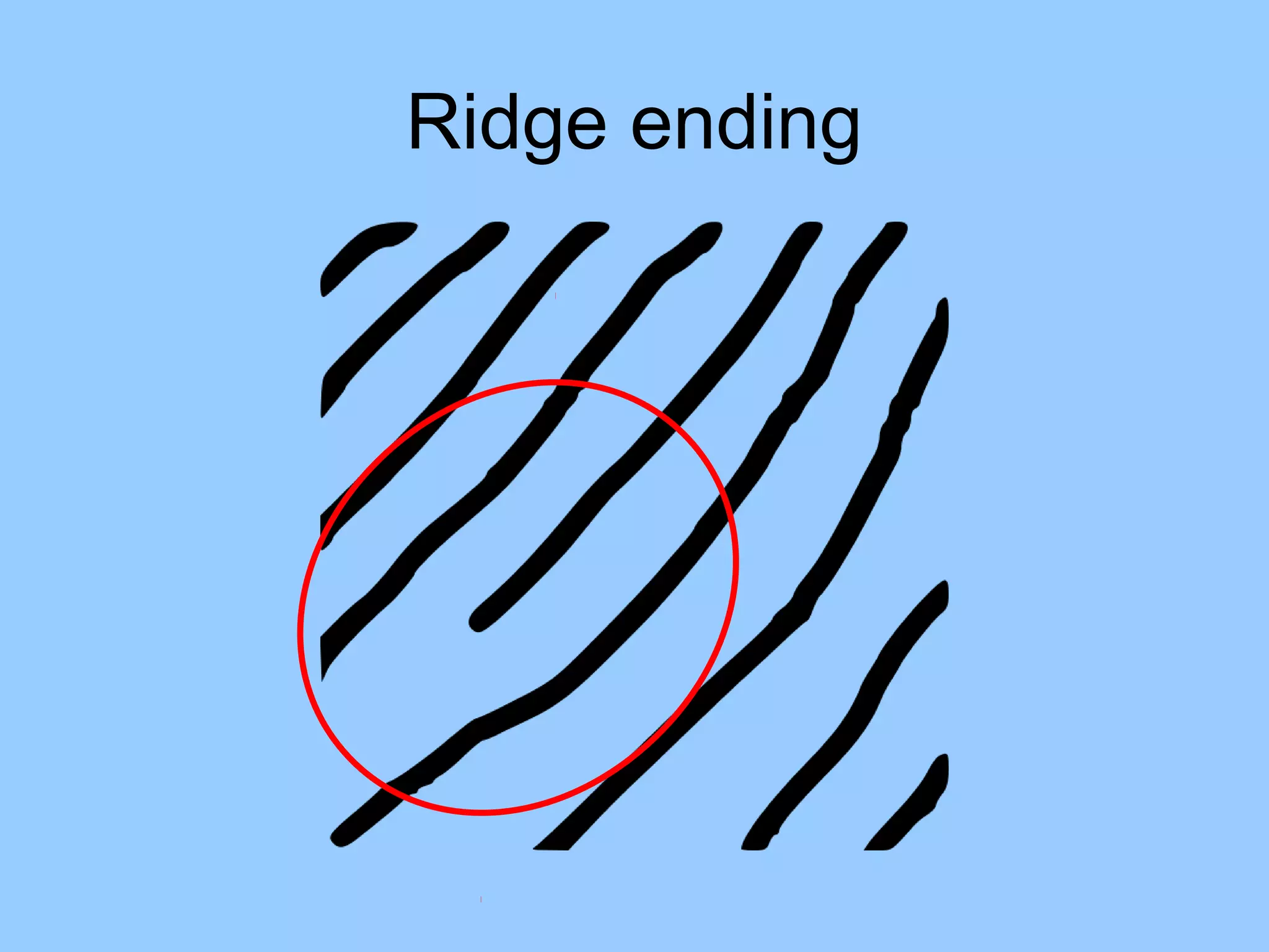 Fingerprint development and Ridge Characteristics | PPT