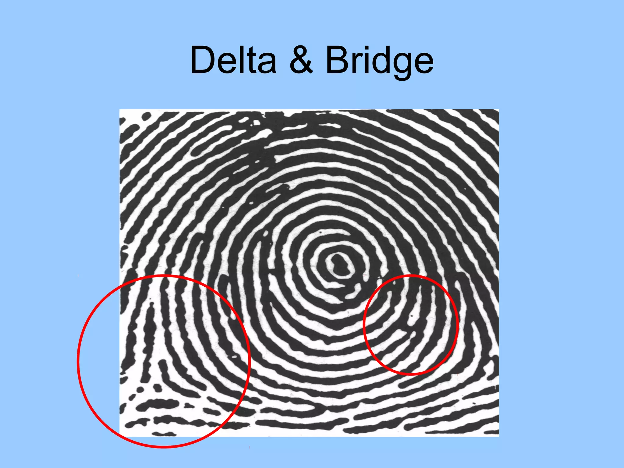 Fingerprint development and Ridge Characteristics | PPT