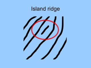 Fingerprint development and Ridge Characteristics | PPT